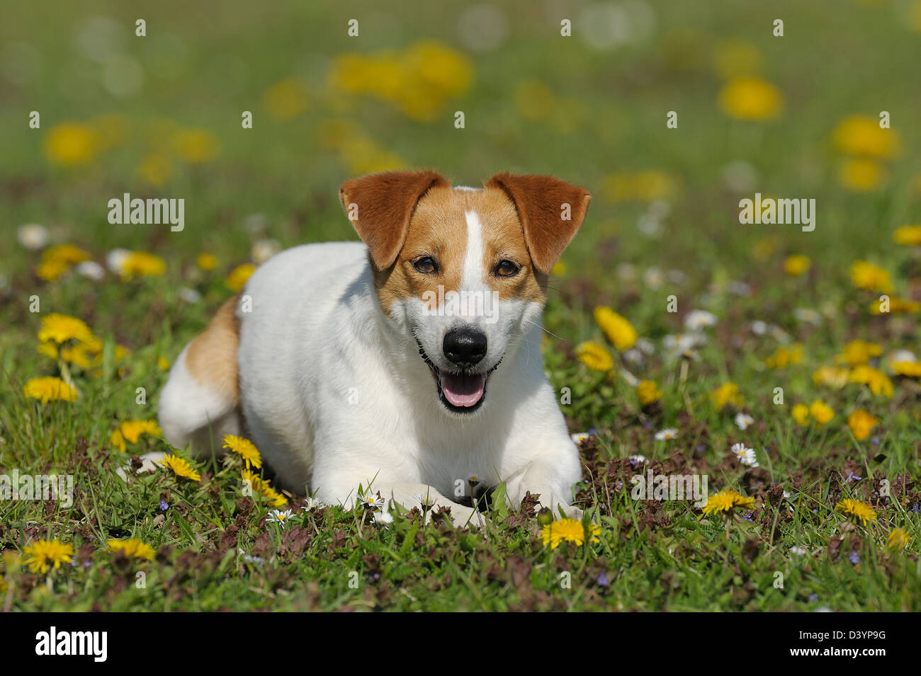 Jack Russell Terrier, Bavaria, Germany Stock Photo - Alamy