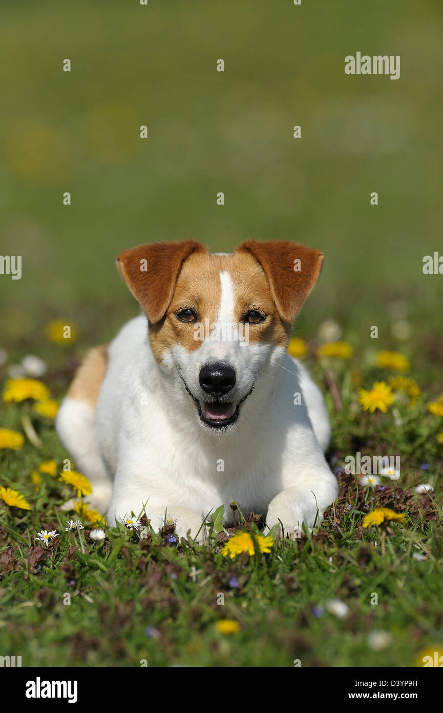 Jack Russell Terrier, Bavaria, Germany Stock Photo - Alamy