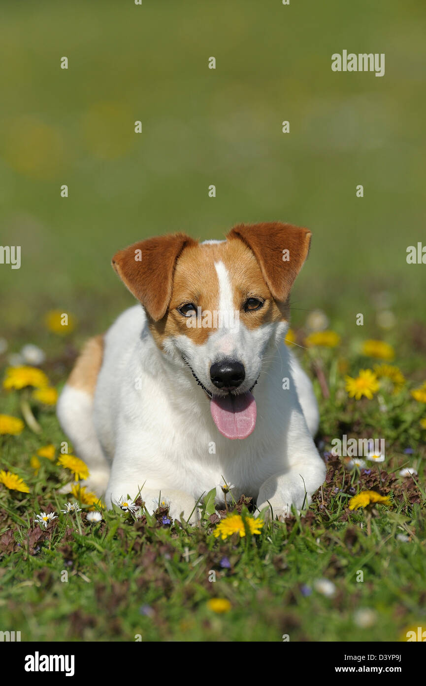 Jack Russell Terrier, Bavaria, Germany Stock Photo - Alamy