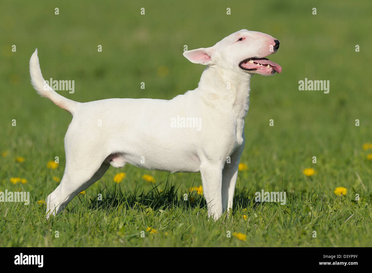 Side view bull terrier standing hi-res stock photography and images - Alamy