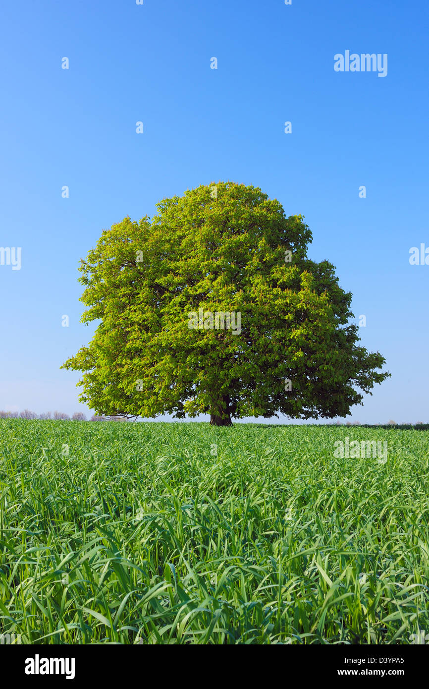 Horse Chestnut Tree, Bavaria, Germany Stock Photo - Alamy