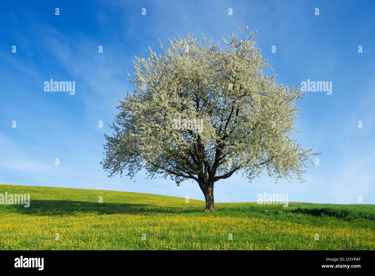 Lone big fruit tree hi-res stock photography and images - Alamy