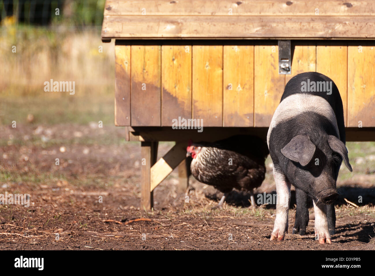 Pig standing hi-res stock photography and images - Alamy