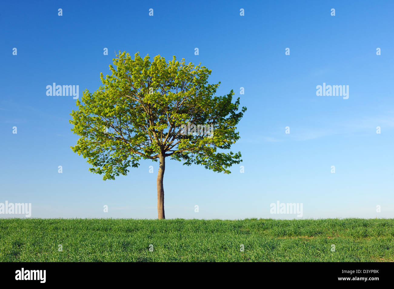 Large norway maple tree hi-res stock photography and images - Alamy
