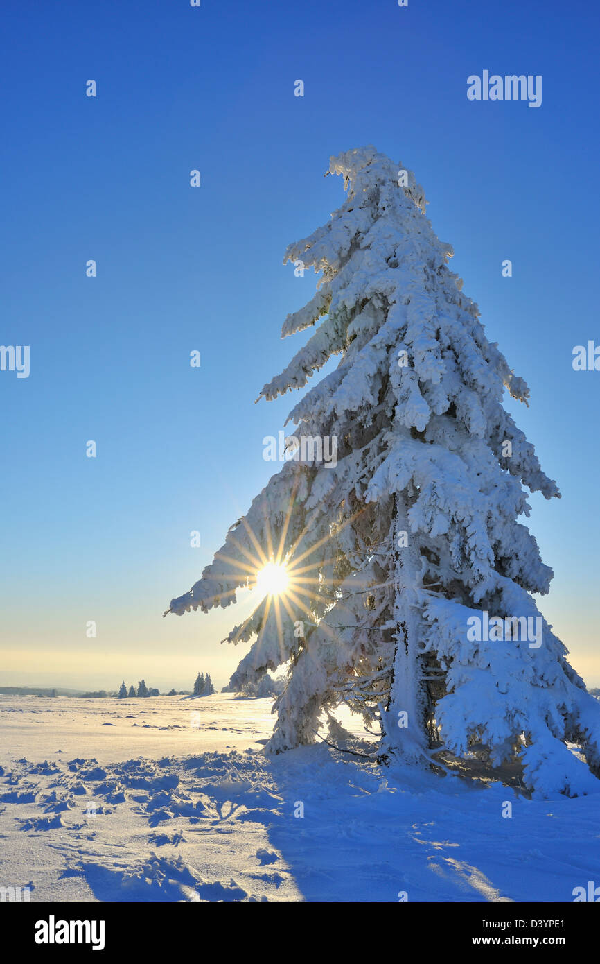 Snow Covered Conifer Tree in Morning with Sun, Heidelstein, Rhon ...