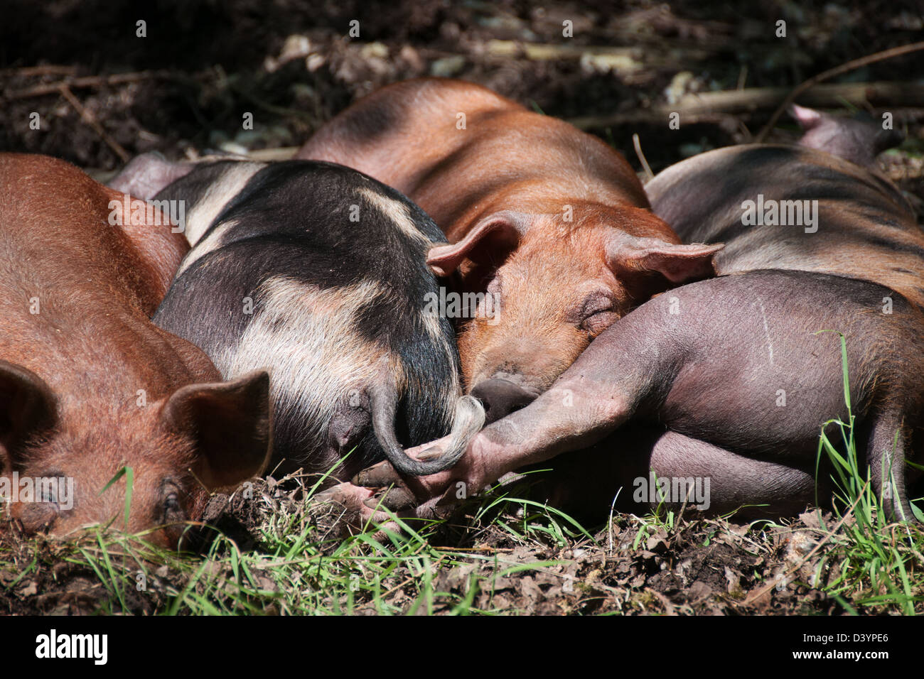 Group of pigs sleeping together under the shade of some trees Stock ...