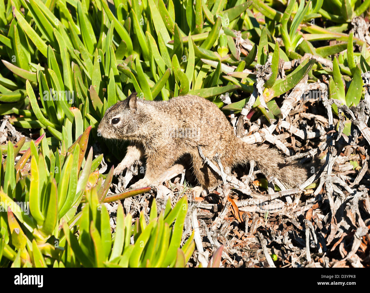 Marmotini tribe hi-res stock photography and images - Alamy