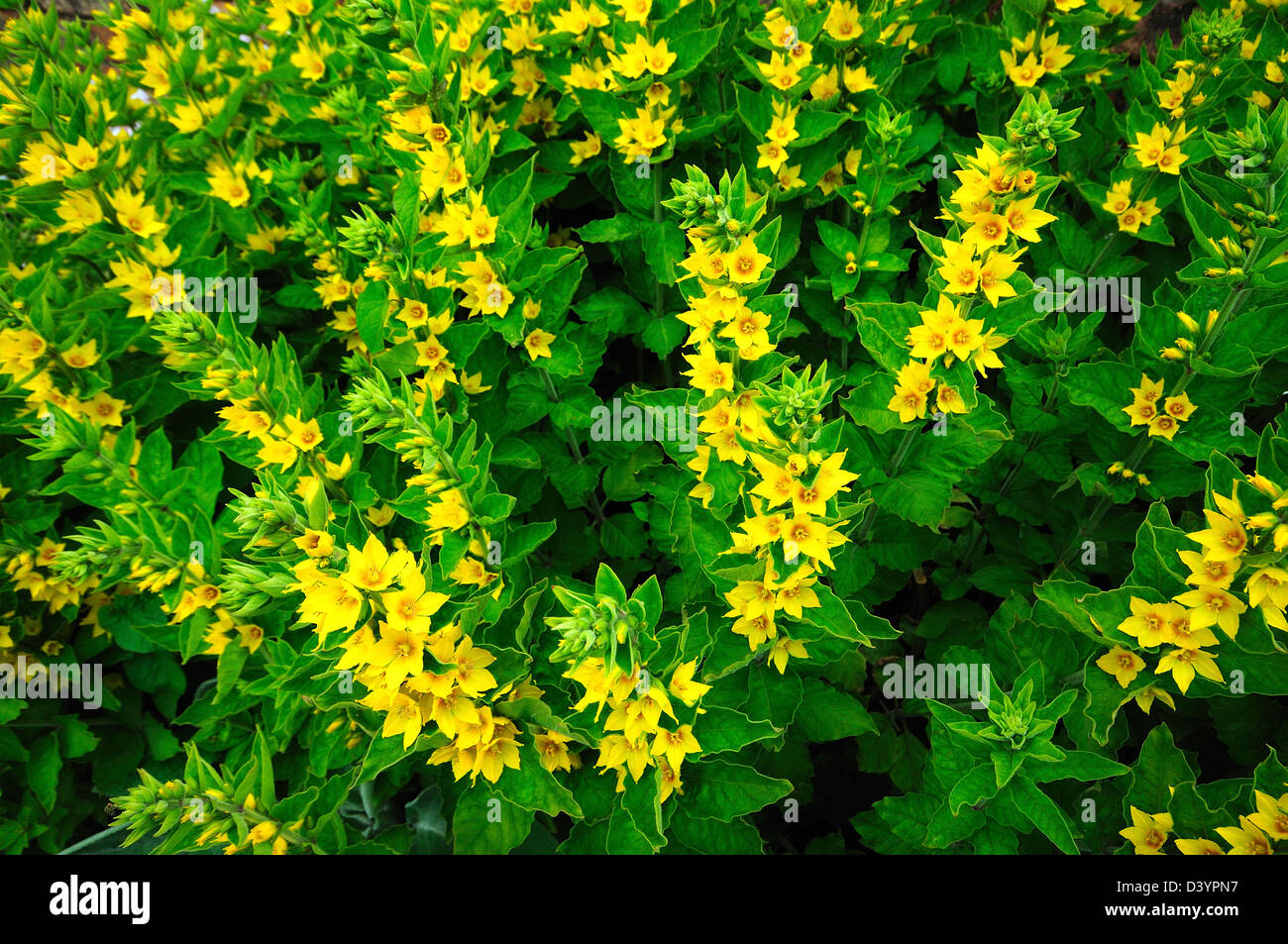 Yellow loosestrife hi-res stock photography and images - Alamy