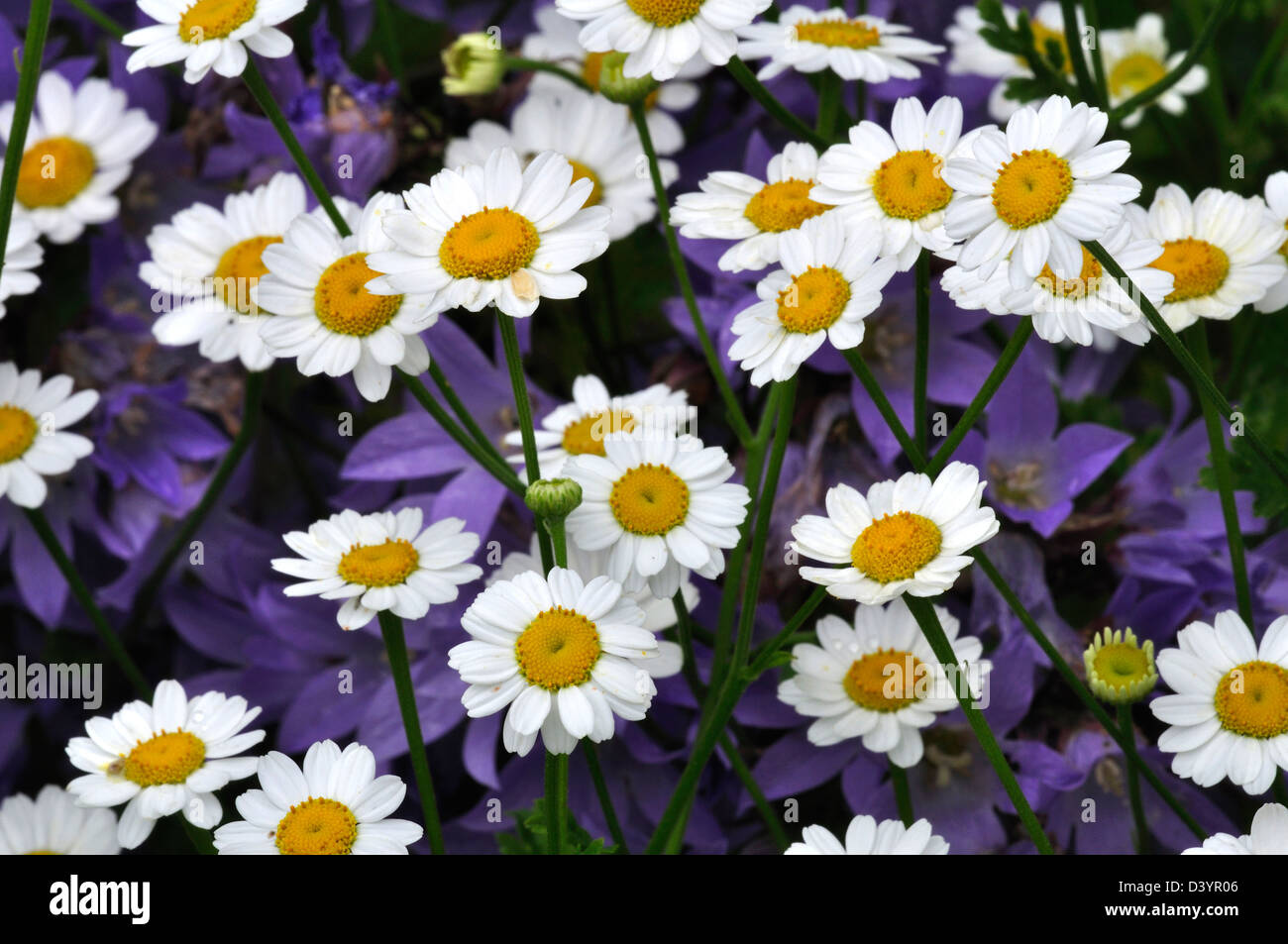 A mass of feverfew flowers, little white daisies Stock Photo - Alamy