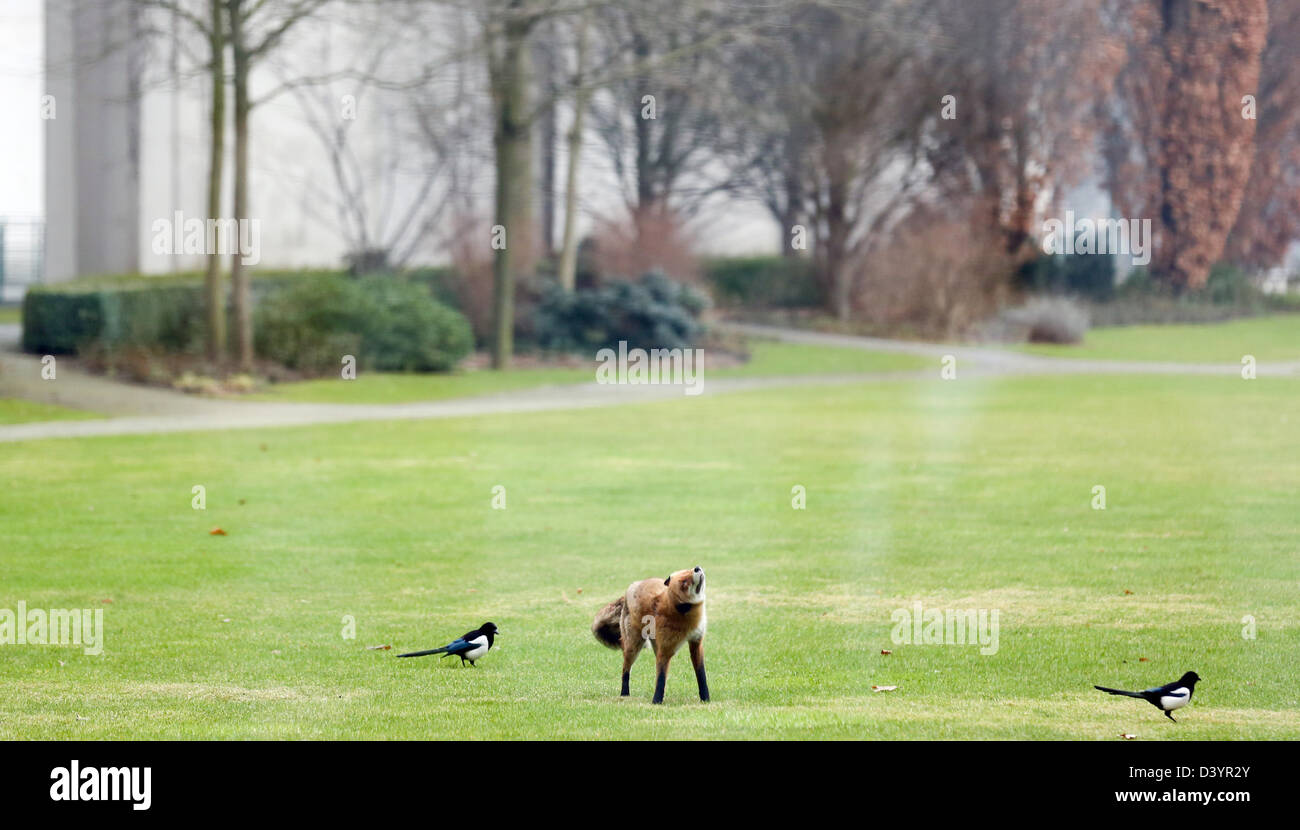 A fox sits next to a magpie in the garden of the chancellery in Berlin ...