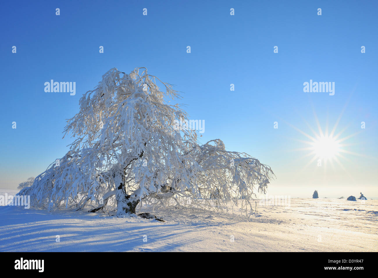 Rising sun and single tree hi-res stock photography and images - Alamy