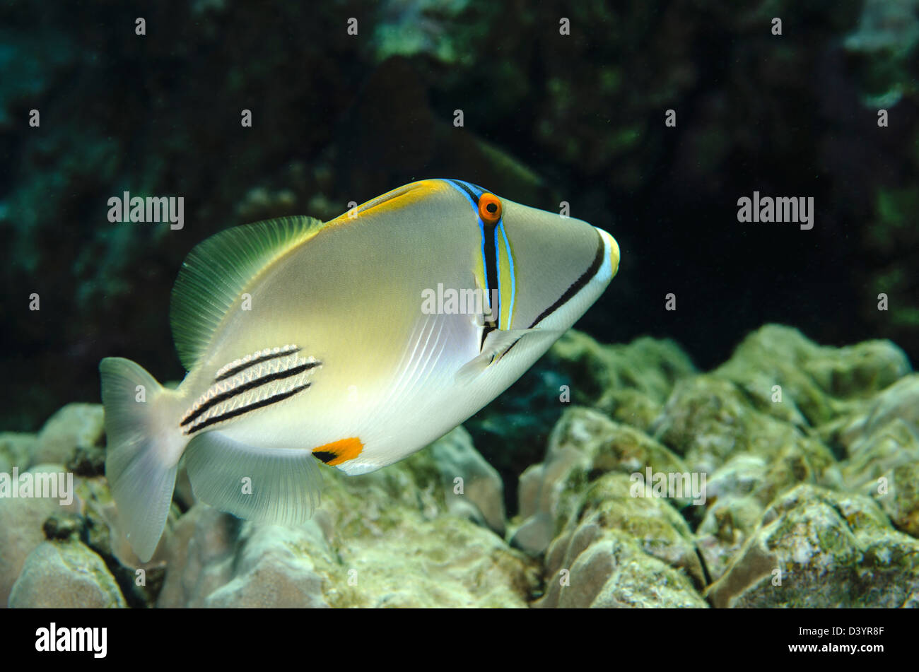 Trigger fish hi-res stock photography and images - Alamy