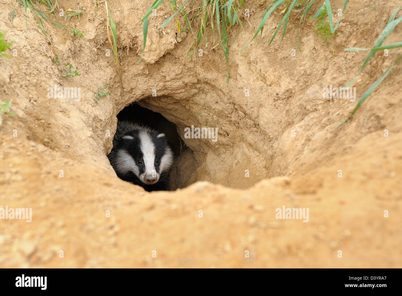 European Badger in Burrow, Hesse, Germany Stock Photo - Alamy