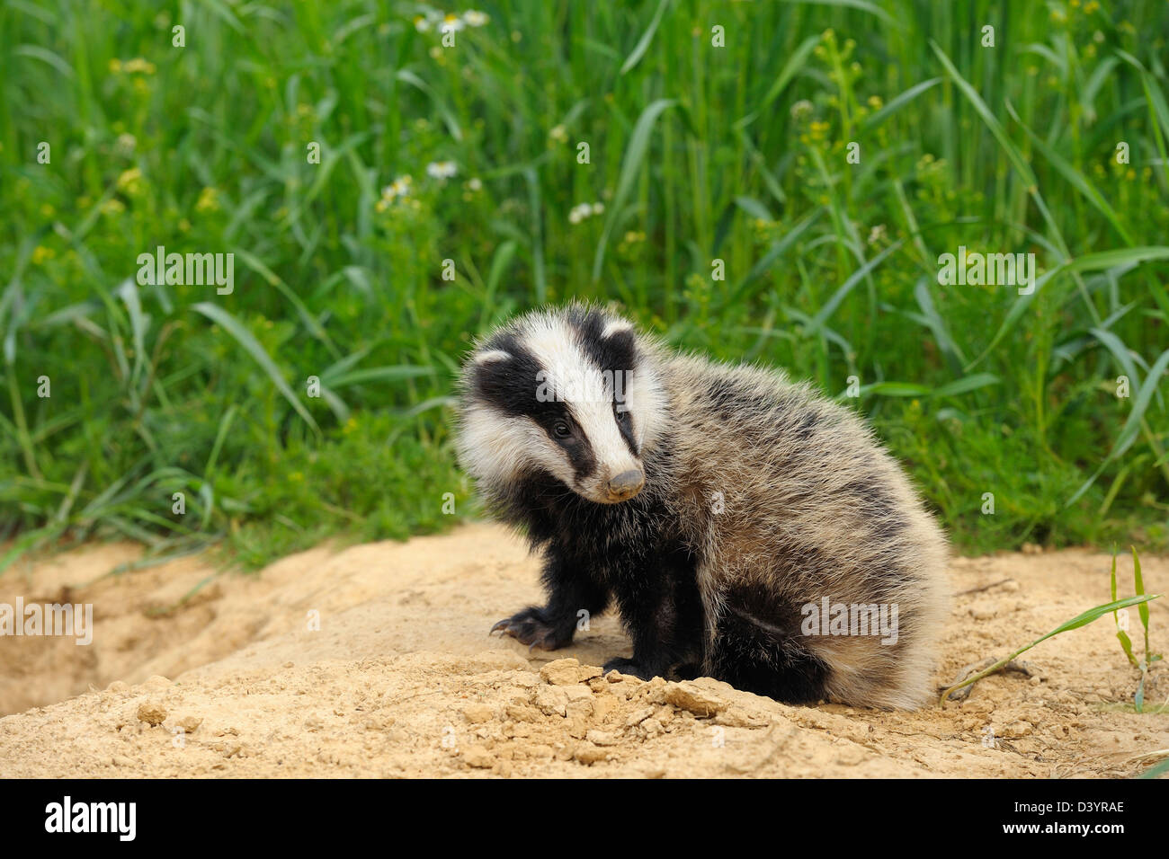 Portrait of European Badger, Hesse, Germany Stock Photo - Alamy