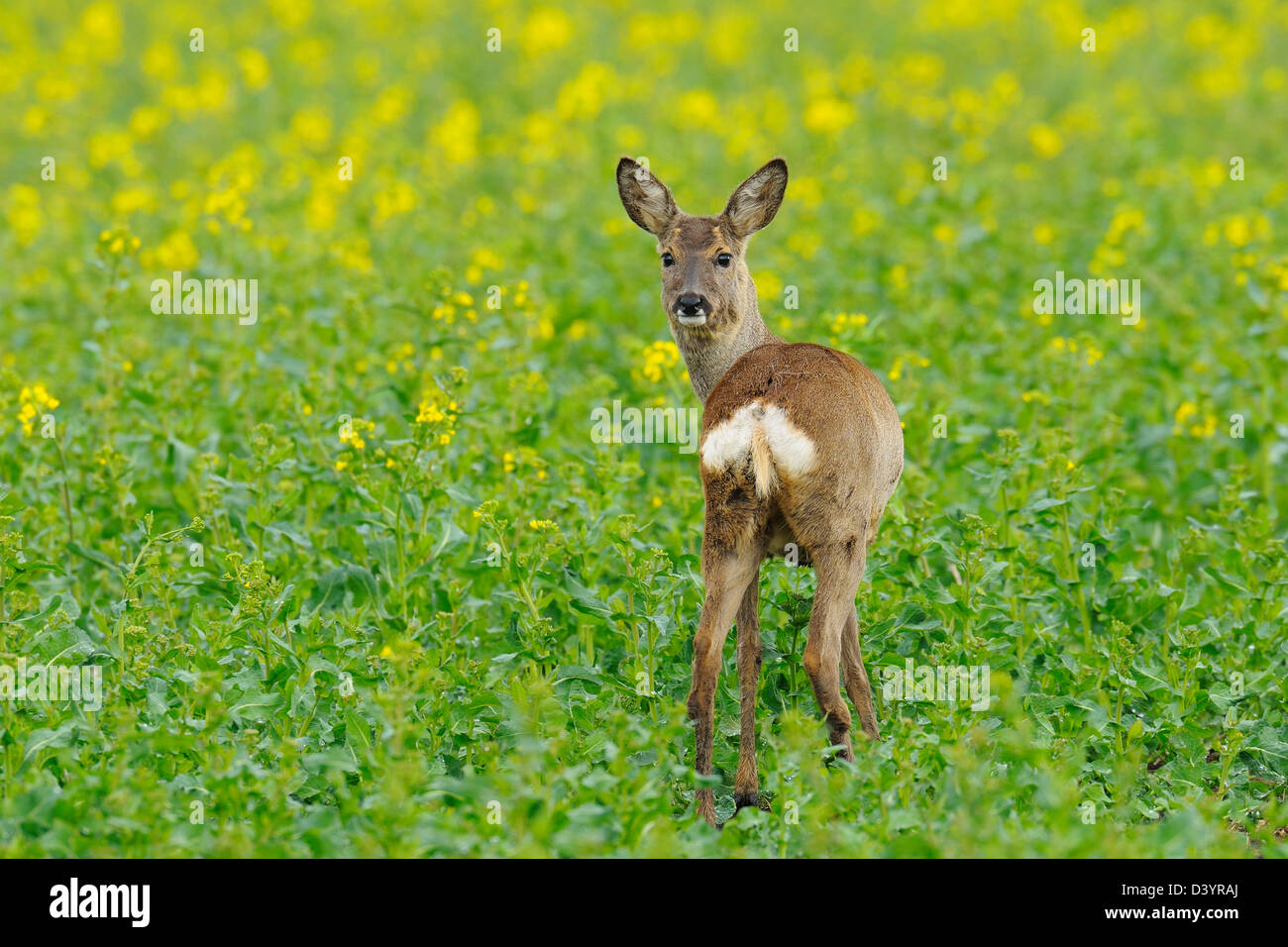 European Roe Deer in Canola Field, Hesse, Germany Stock Photo - Alamy