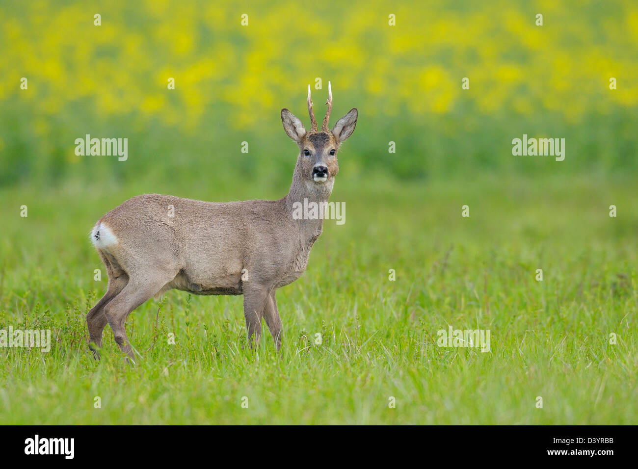 European Roebuck in Field, Hesse, Germany Stock Photo - Alamy