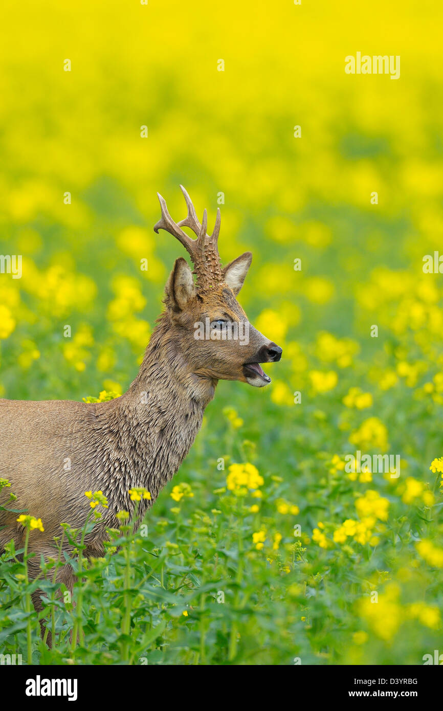 European Roebuck in Canola Field, Hesse, Germany Stock Photo - Alamy