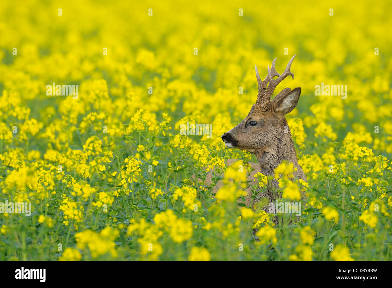 European Roebuck in Canola Field, Hesse, Germany Stock Photo - Alamy