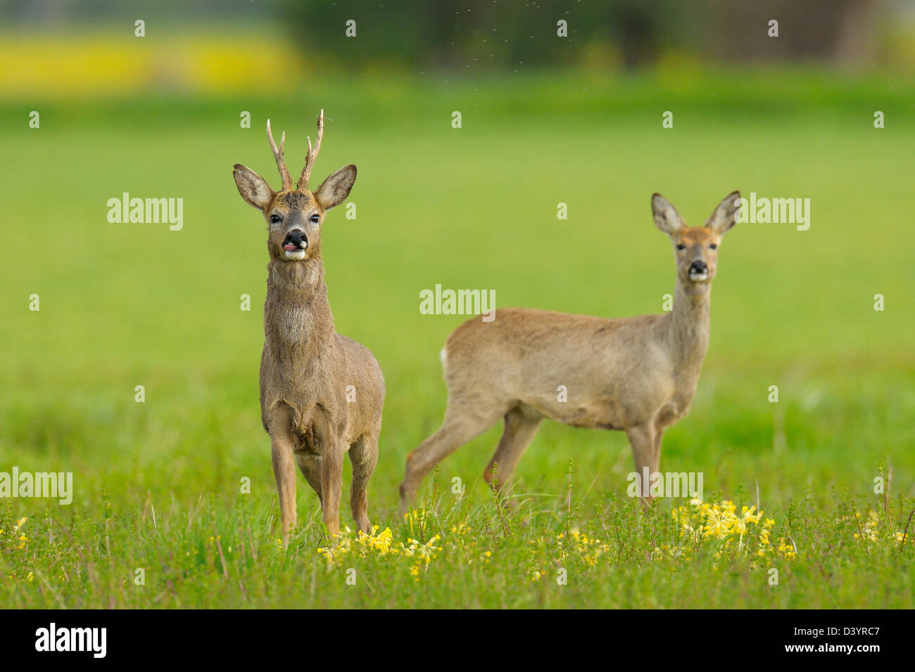 European Roebuck and European Roe Deer in Field, Hesse, Germany Stock ...