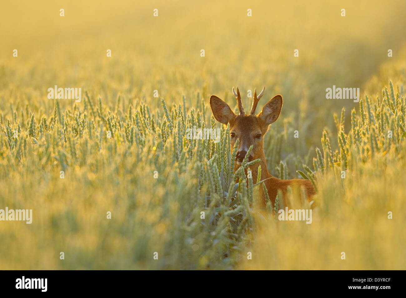 European Roebuck in Field, Hesse, Germany Stock Photo - Alamy
