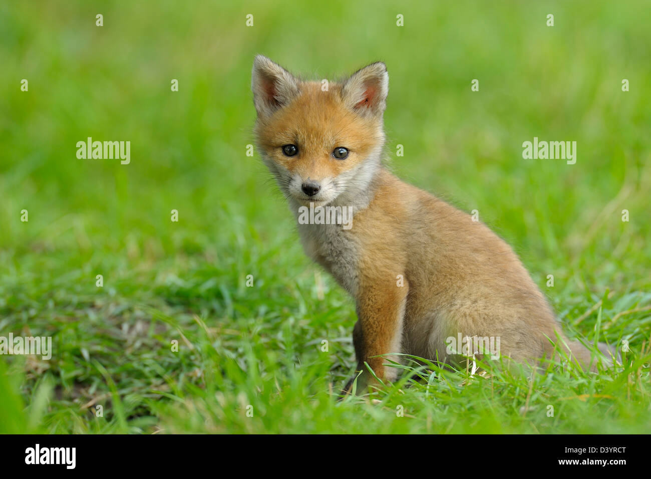 Red Fox Kit, Hesse, Germany Stock Photo - Alamy