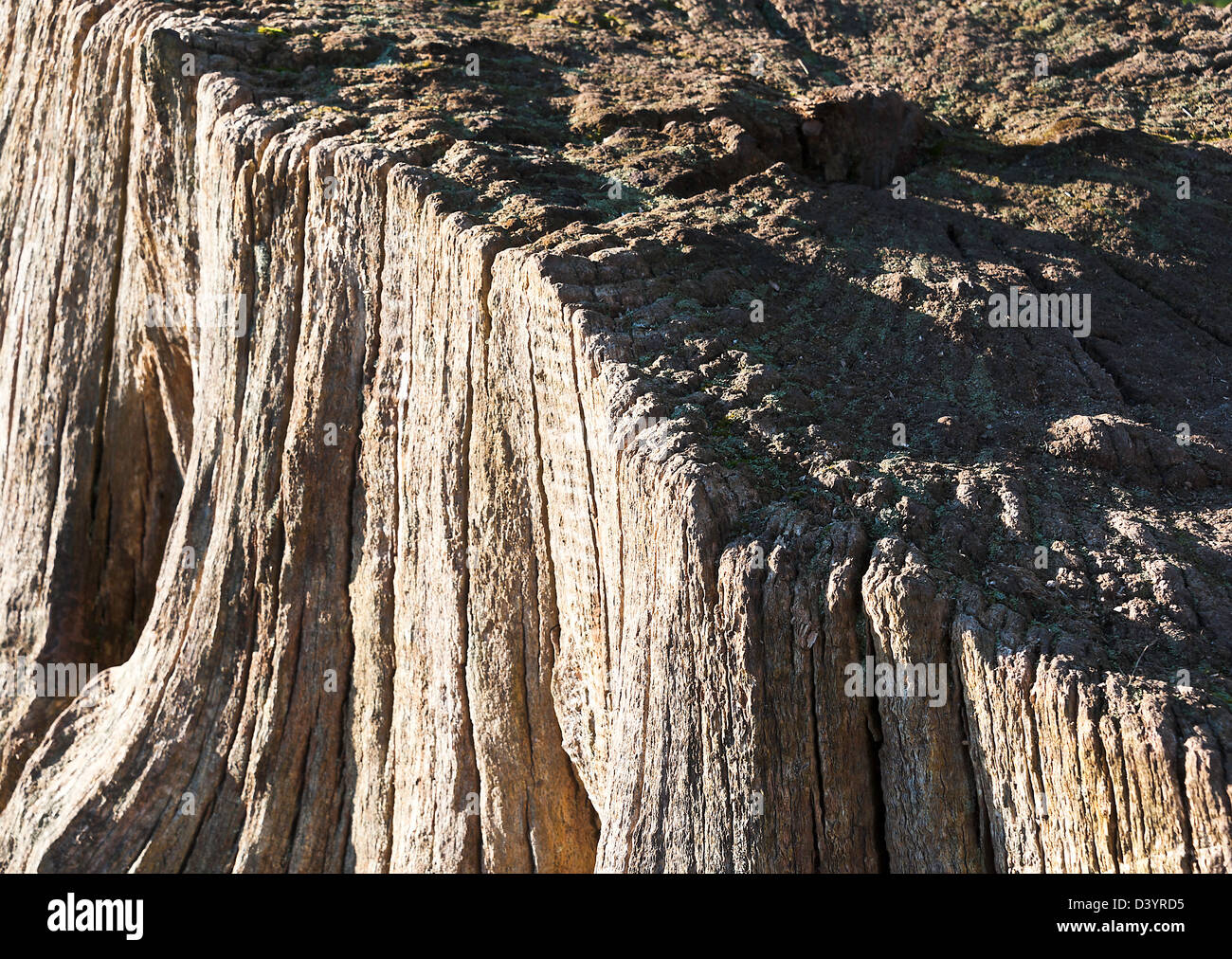 Closeup of an Old Oak Tree Stump in Balloch Park Dumbartonshire ...