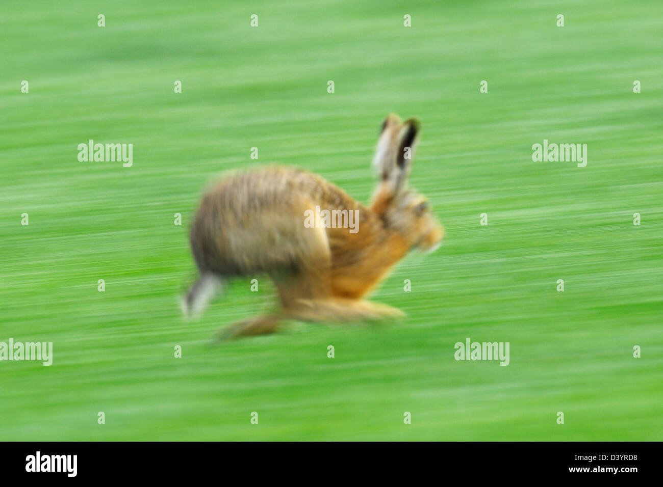European Brown Hare Running, Hesse, Germany Stock Photo - Alamy