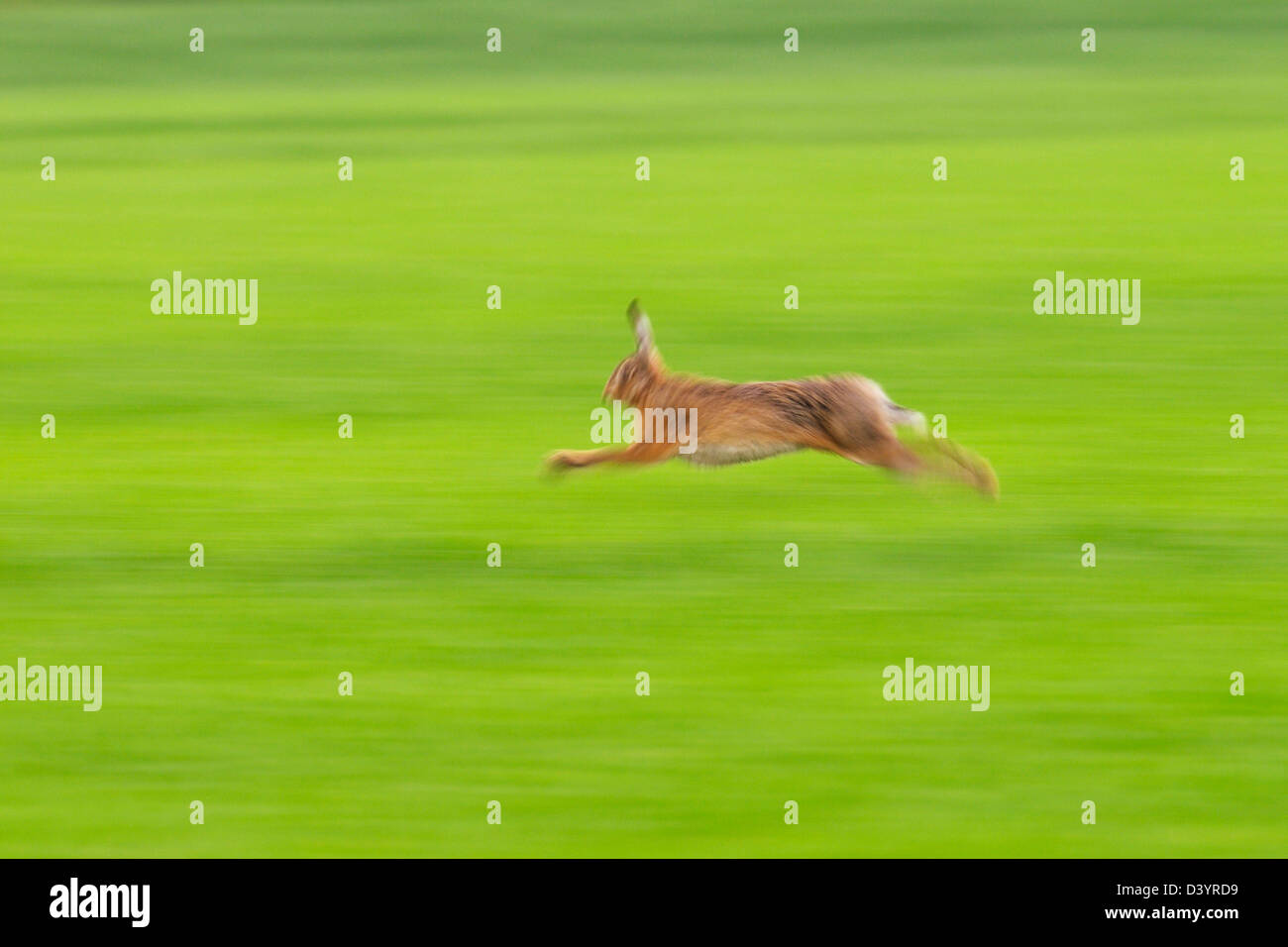 Hare running movement hi-res stock photography and images - Alamy