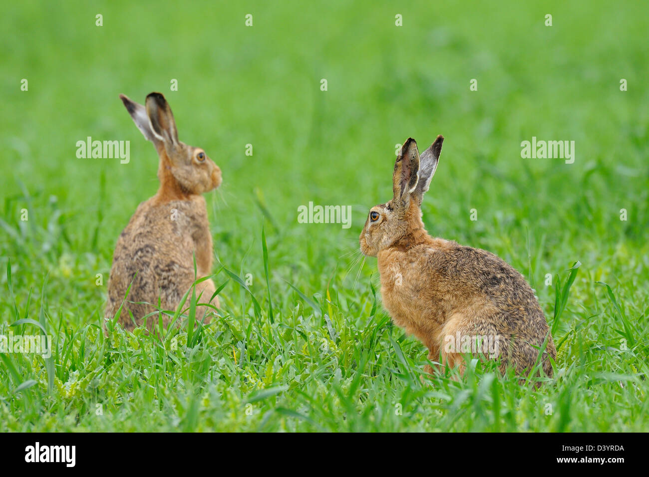 Hare Profile High Resolution Stock Photography and Images - Alamy