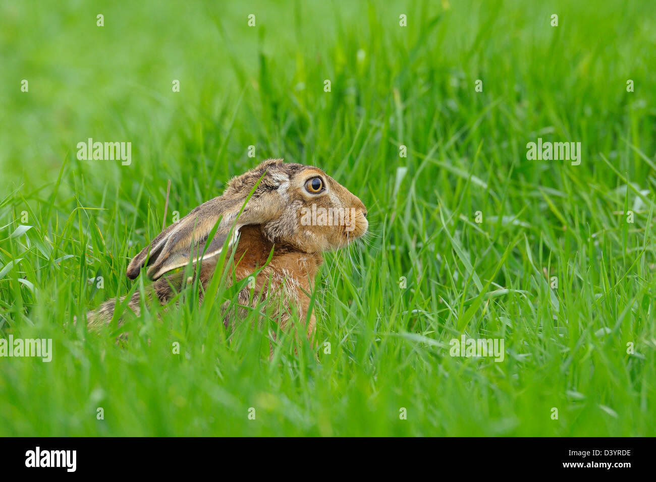 Hare Profile High Resolution Stock Photography and Images - Alamy
