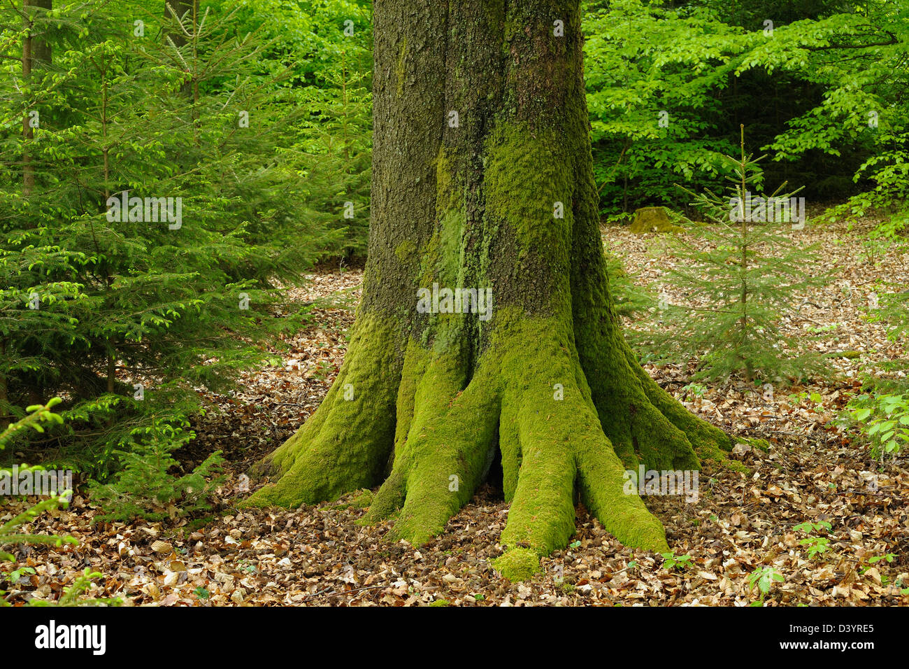 Moss Covered Tree Trunk, Spessart, Bavaria, Germany Stock Photo - Alamy
