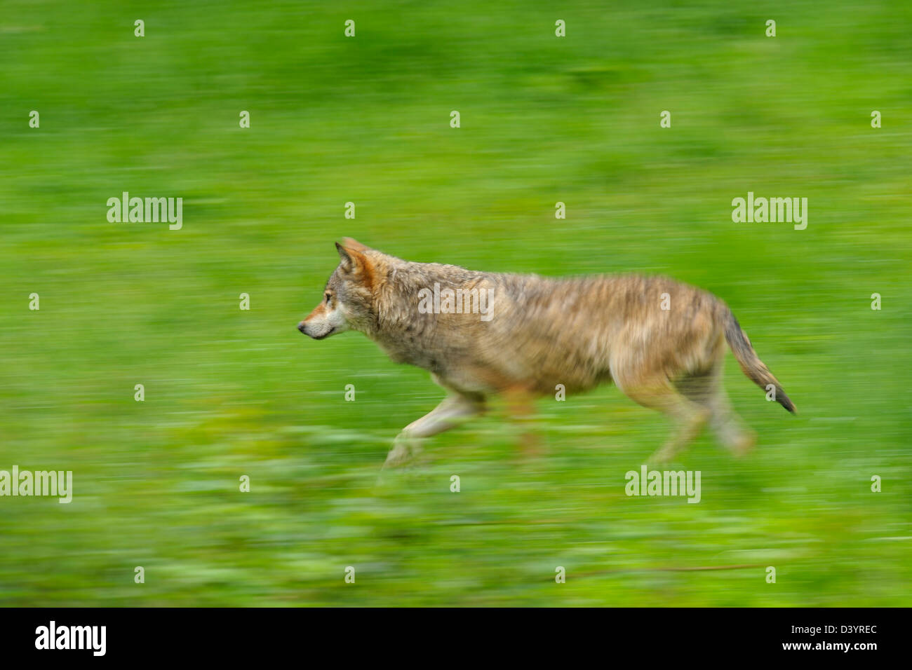 Timber wolf animal profile view hi-res stock photography and images - Alamy