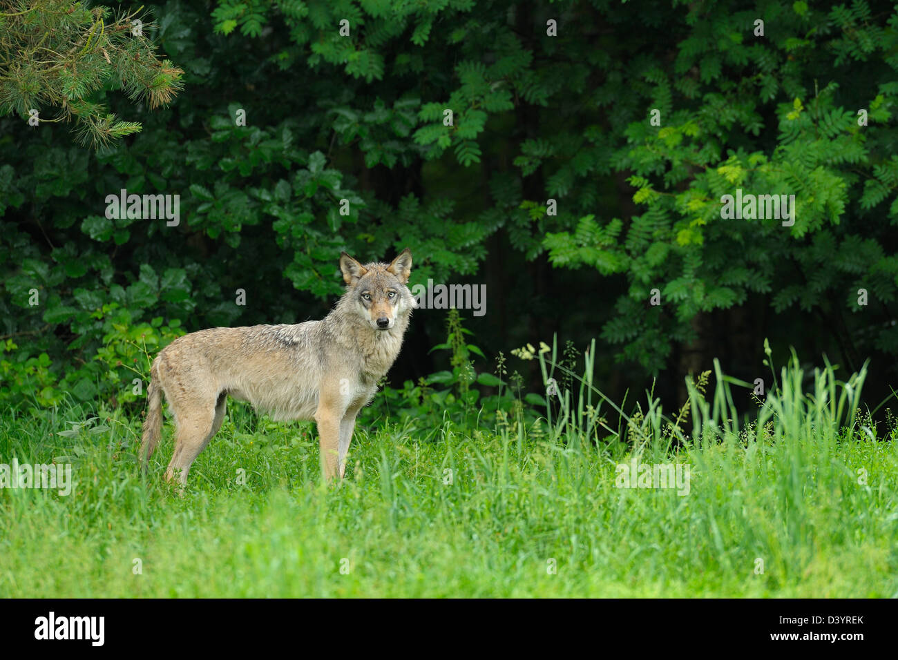 Timber wolf animal profile view hi-res stock photography and images - Alamy