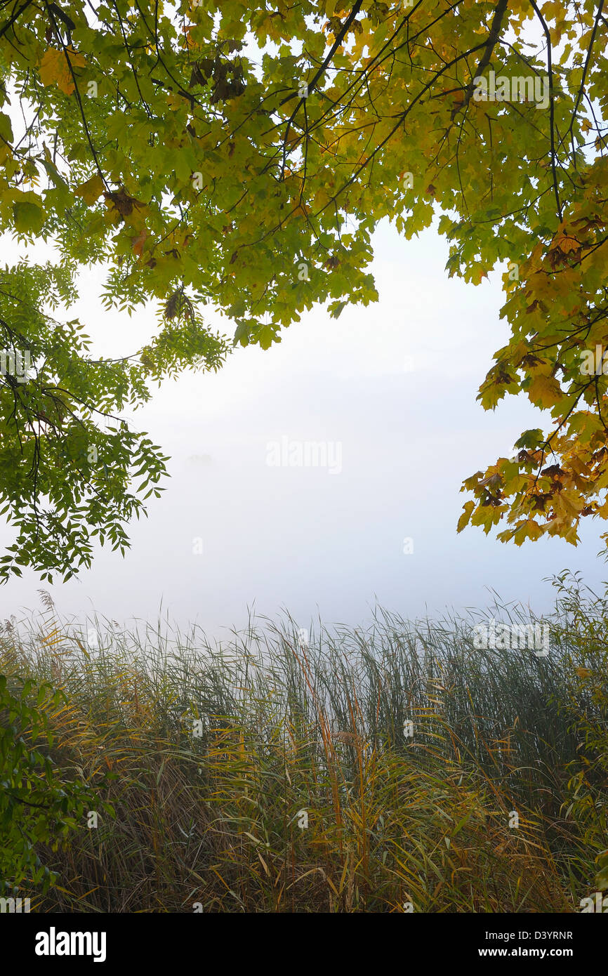 Trees and Lake, Hesse, Germany Stock Photo - Alamy