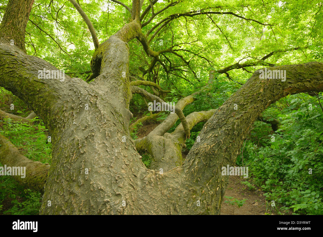 Tree, Hesse, Germany Stock Photo - Alamy