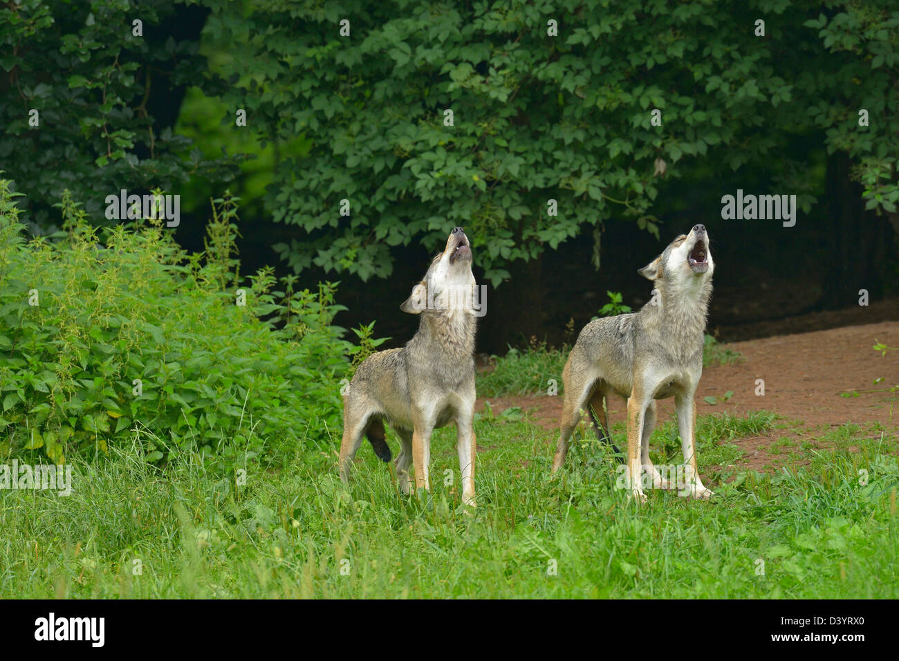 Wolves howling hi-res stock photography and images - Alamy