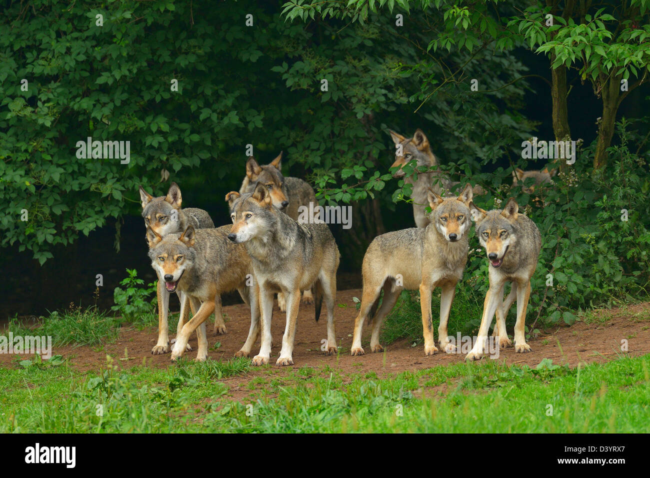 Pack of Timber Wolves, Germany Stock Photo - Alamy