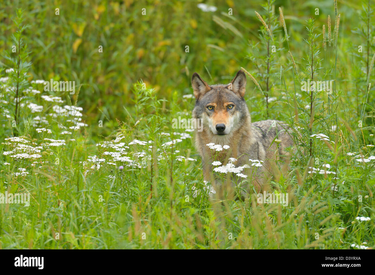 Timber Wolf, Germany Stock Photo - Alamy