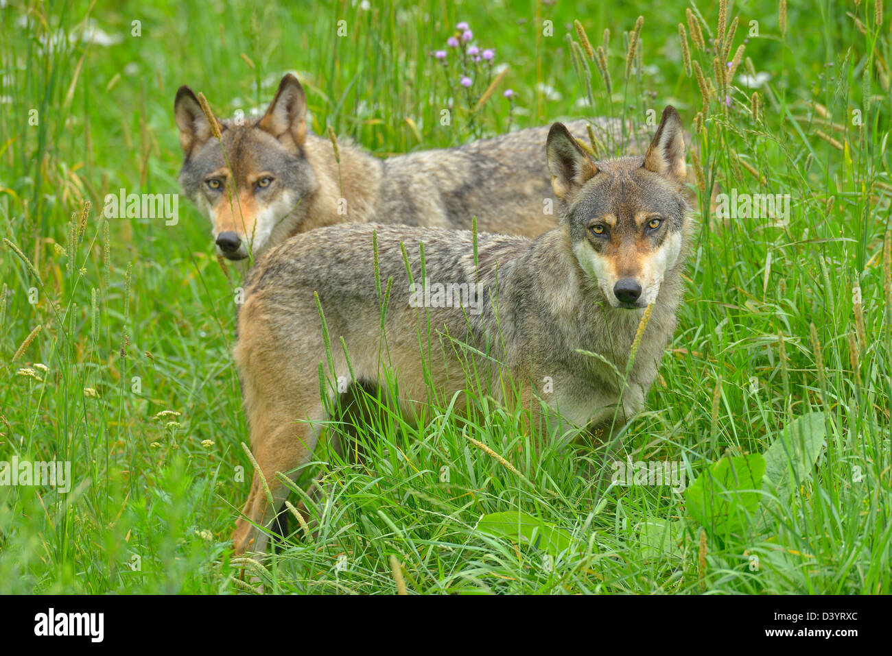 Timber Wolves, Germany Stock Photo - Alamy