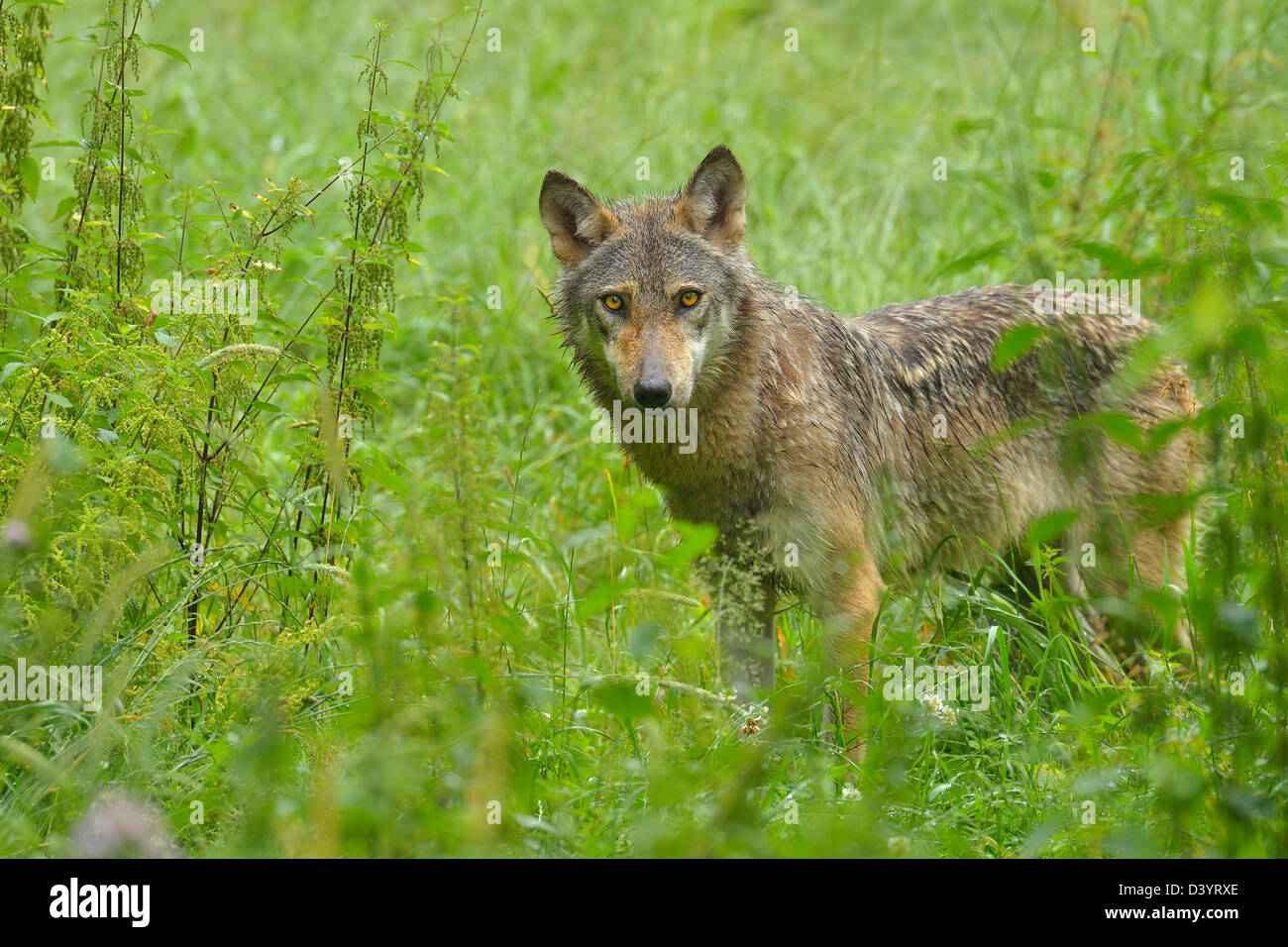 Timber Wolf, Germany Stock Photo - Alamy