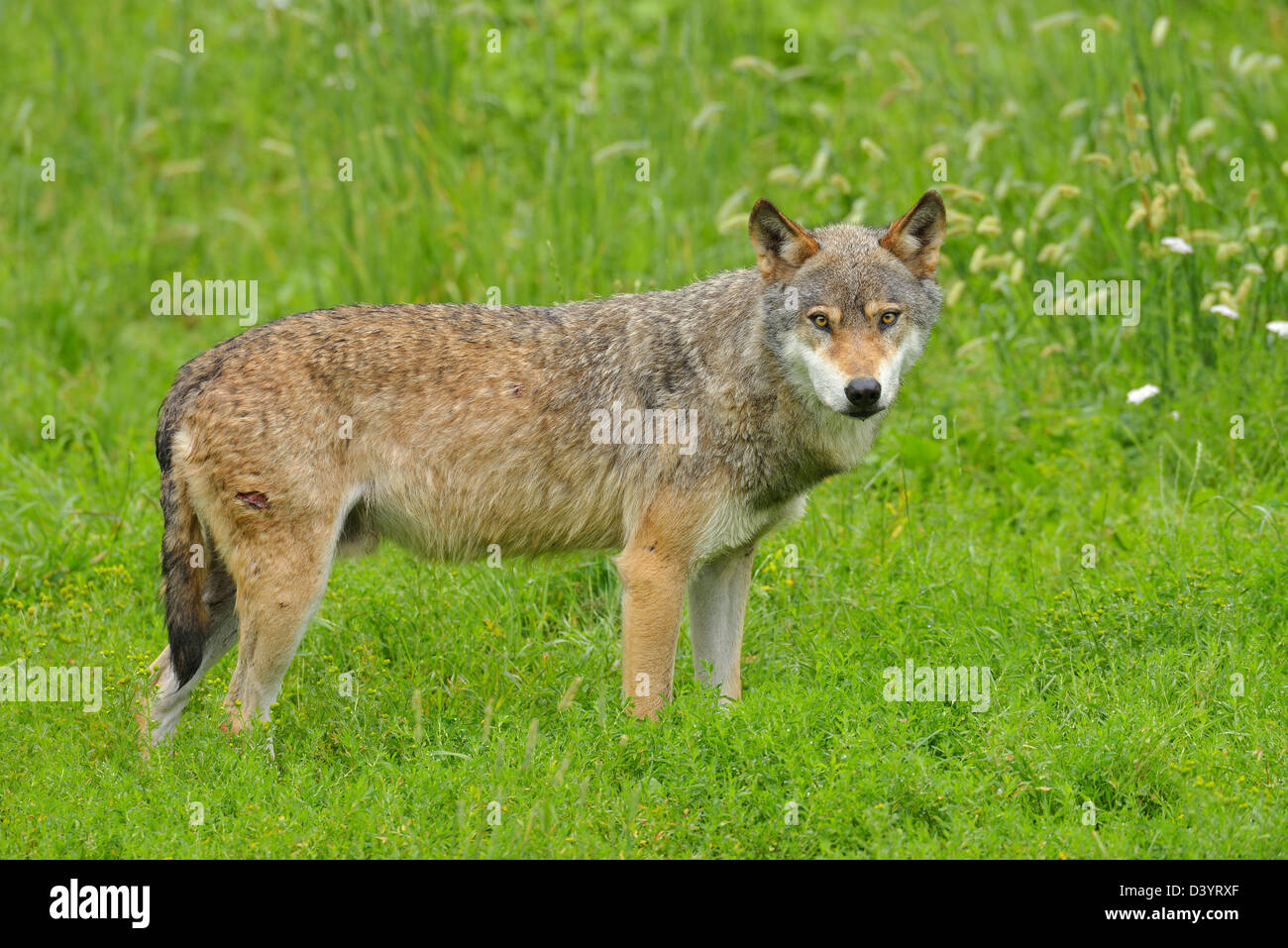 Timber wolf animal profile view hi-res stock photography and images - Alamy