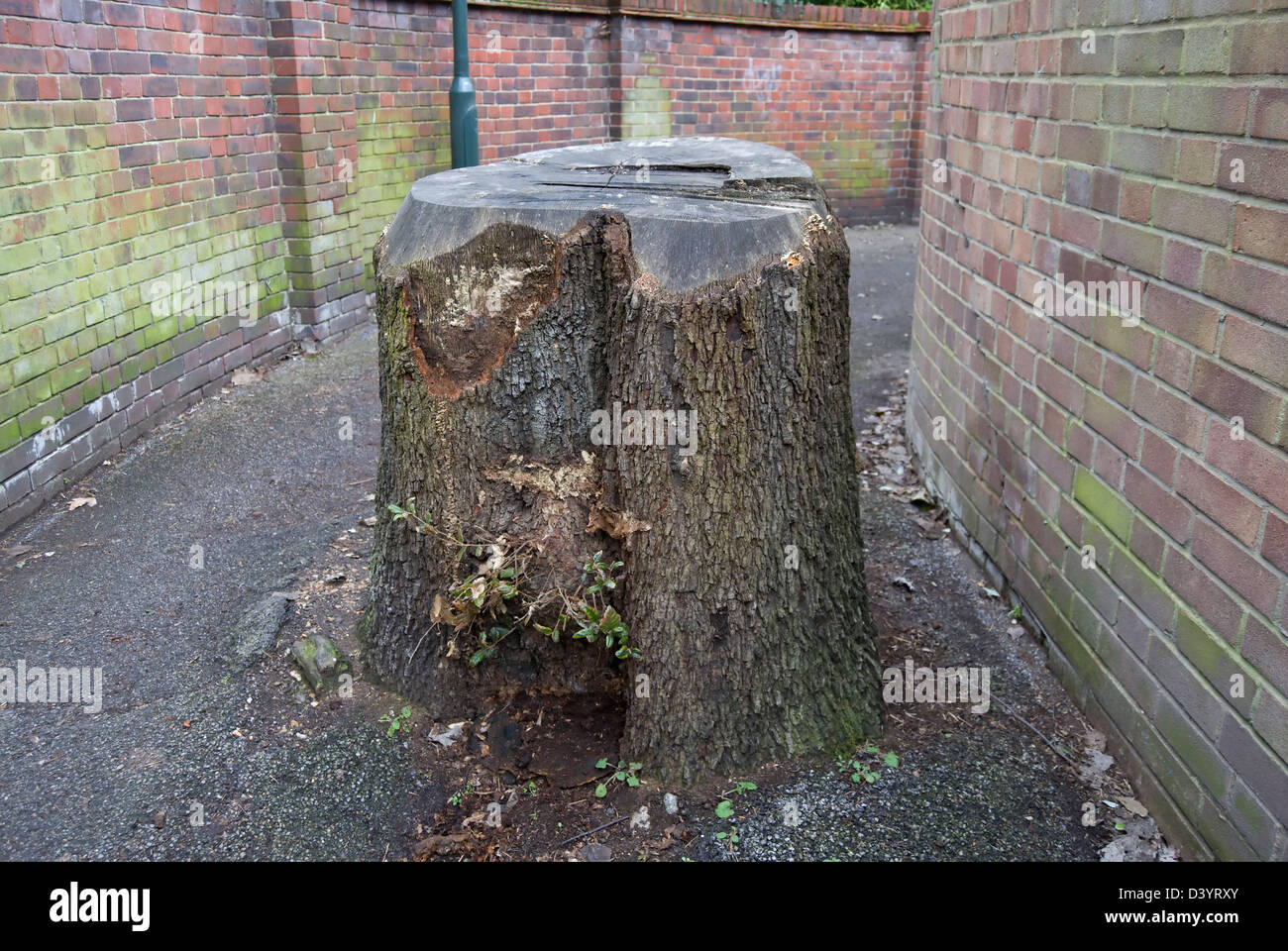 stump of a cut tree in a pedestrian footpath in east twickenham ...