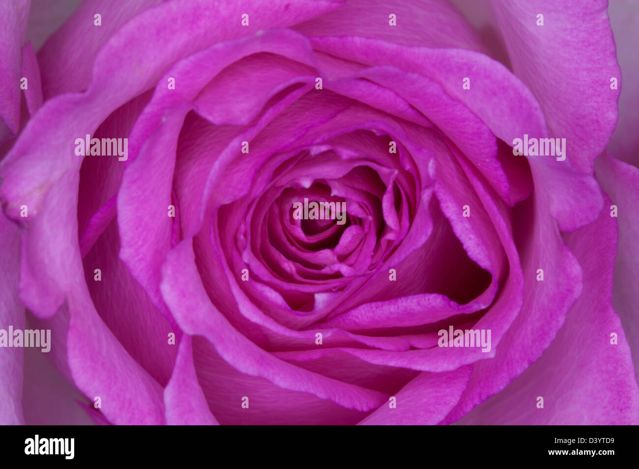 Cerise colour rose hi-res stock photography and images - Alamy