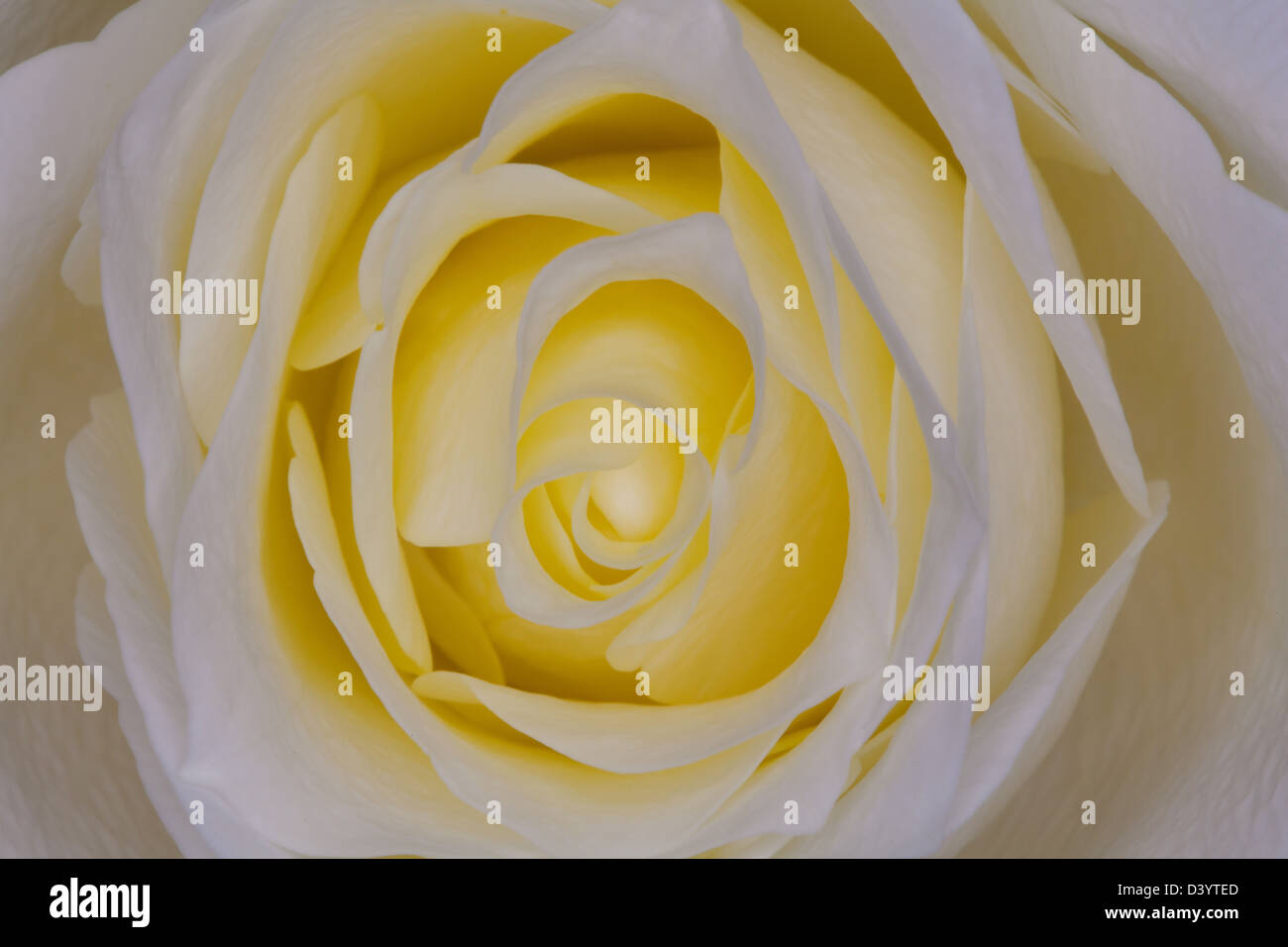 Rosa Cream - Rose Stock Photo - Alamy