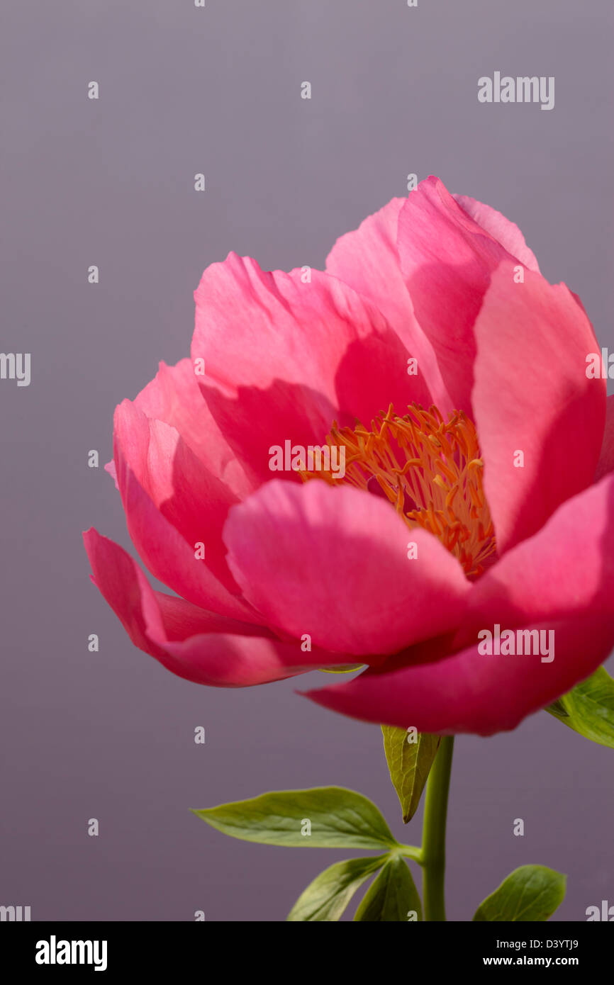 Peony images hi-res stock photography and images - Alamy