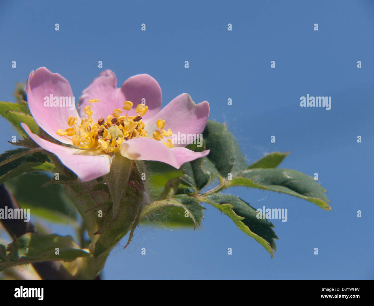 Pink pale hi-res stock photography and images - Alamy