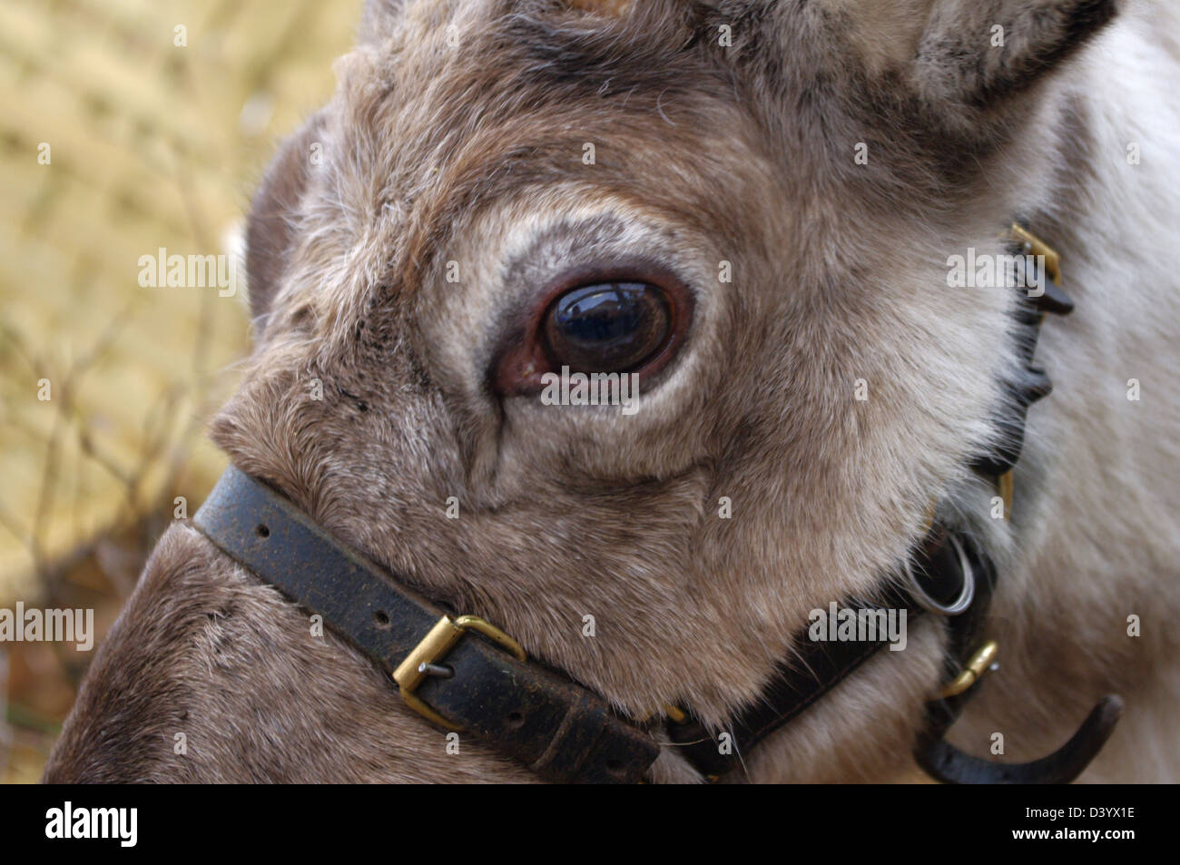 Caribou Eyes