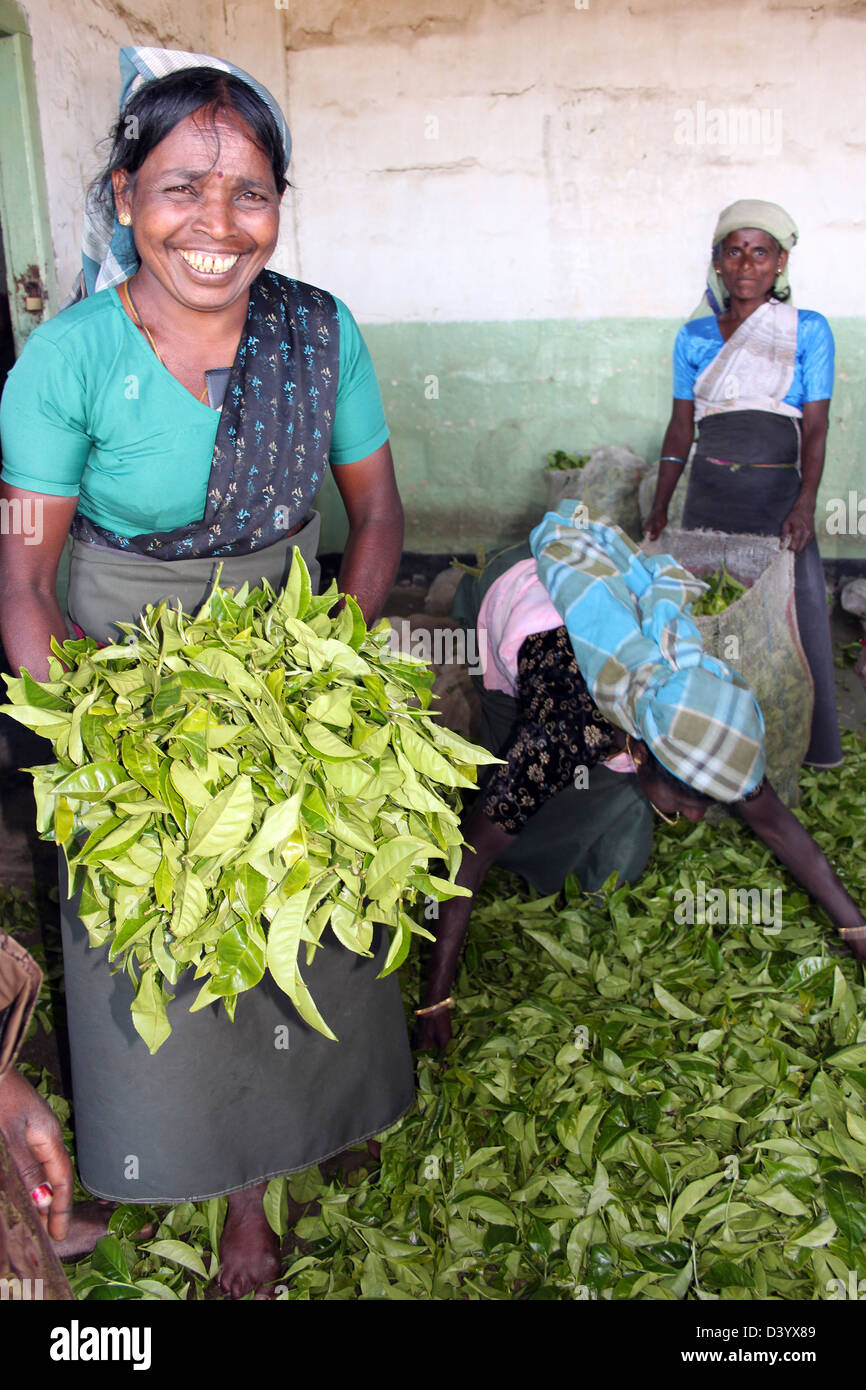 Smiling Tea Worker Holding Bunch Of Freshly Picked Tea Leaves Stock ...