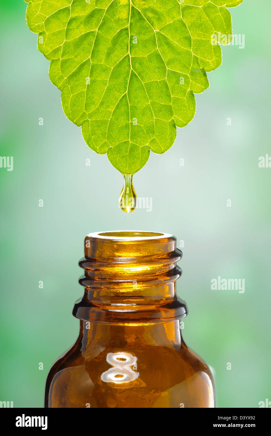 fluid drops down from leaf as symbol for alternative herbal medicine ...