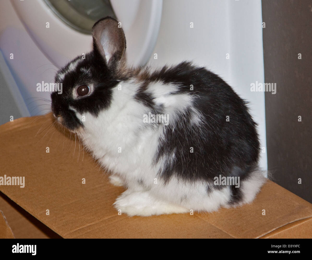 Black and white lop eared rabbit hi-res stock photography and images ...